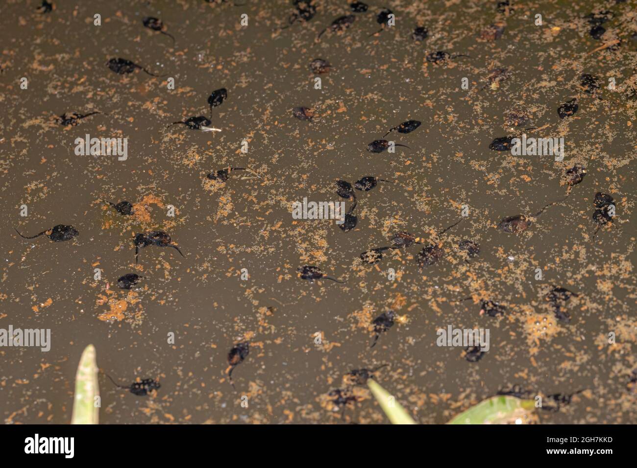 Small tadpoles of Cururu Toad of the species Rhinella diptycha in a ...