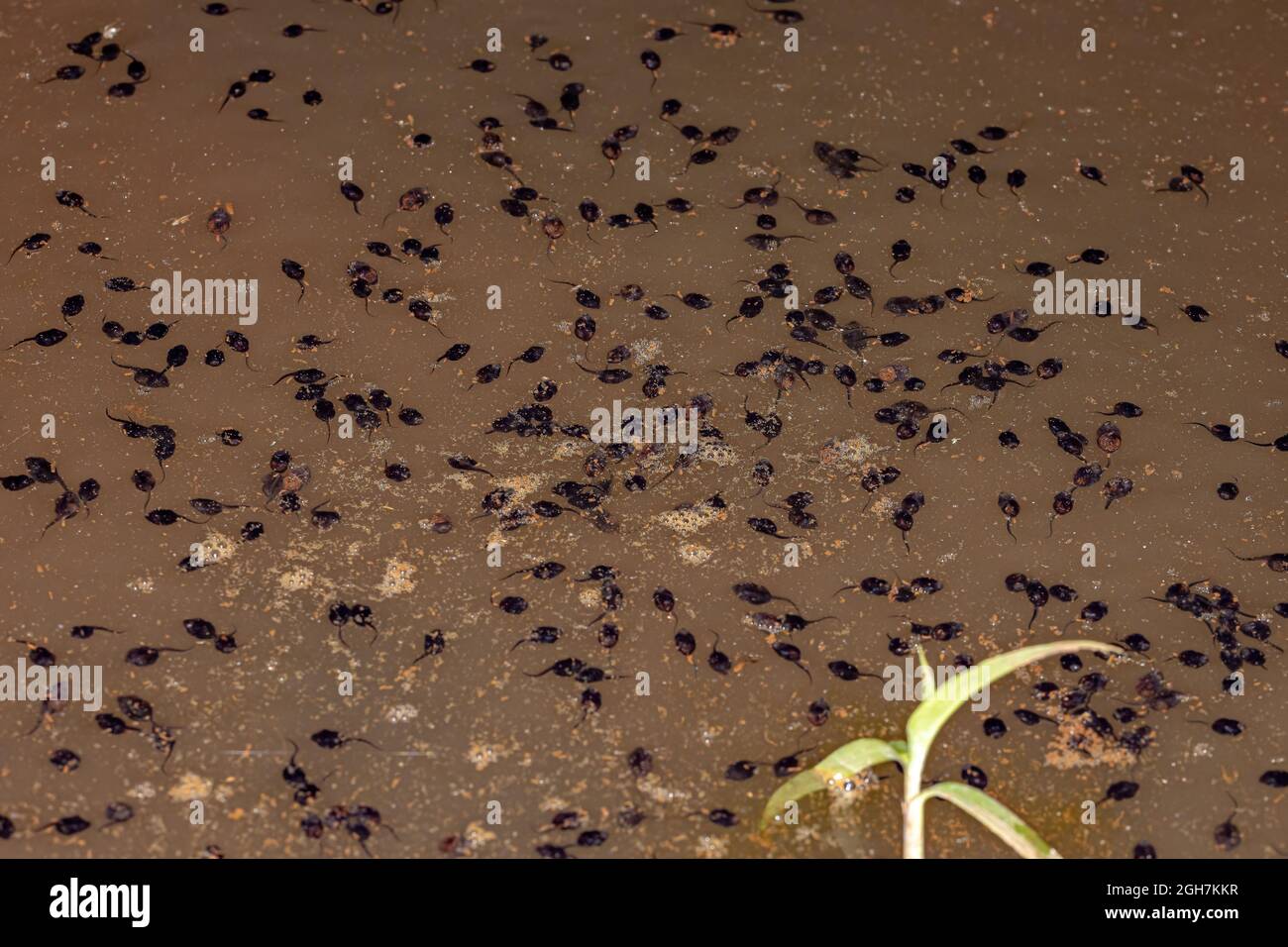 Small tadpoles of Cururu Toad of the species Rhinella diptycha in a ...