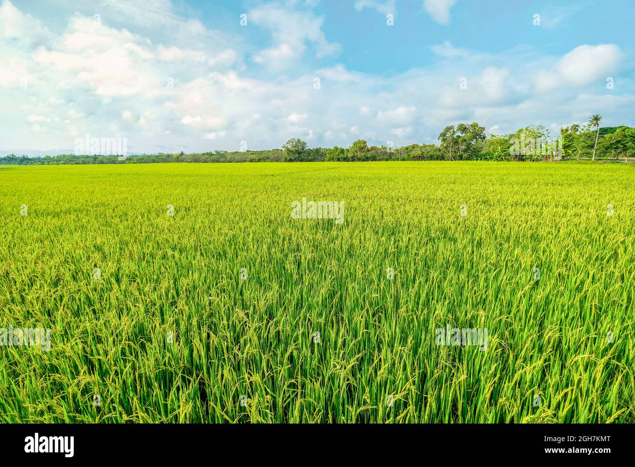a vast paddy field filled with yellow and green tender young rice crop ...