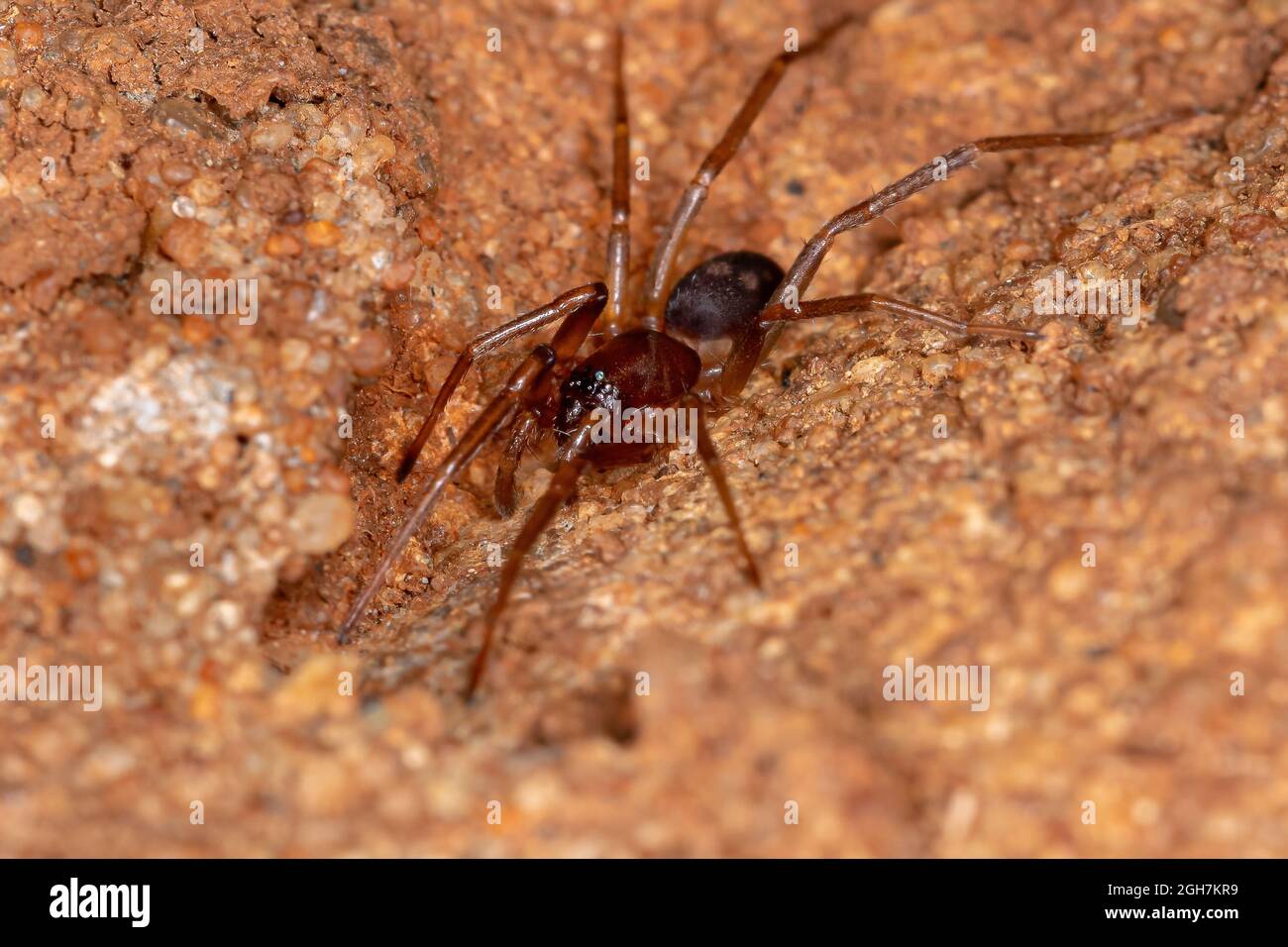 Ant mimic Sac Spider of the species Falconina gracilis Stock Photo - Alamy