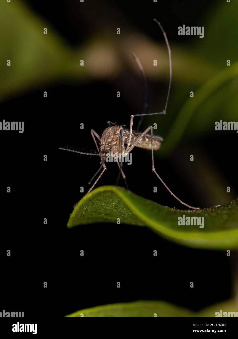 Subfamily nematocera hi-res stock photography and images - Alamy