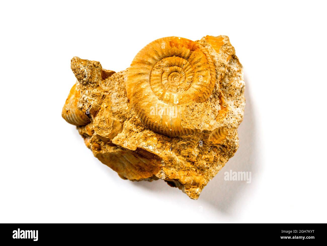 Ammonite fossil isolated on a white background. Closeup view Stock ...