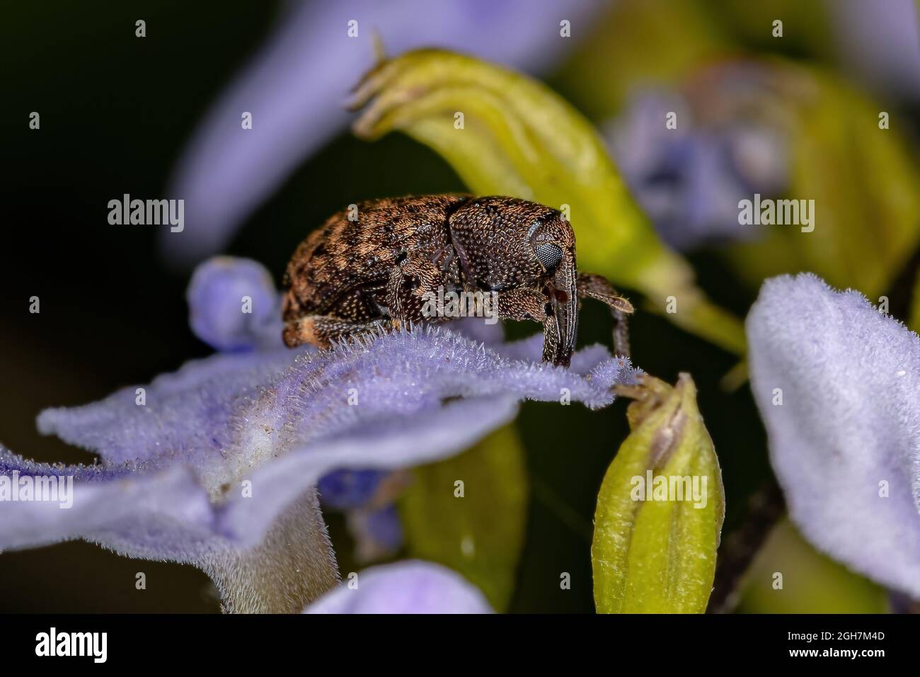 Adult True Weevil of the Family Curculionidae on a skyflower Stock ...