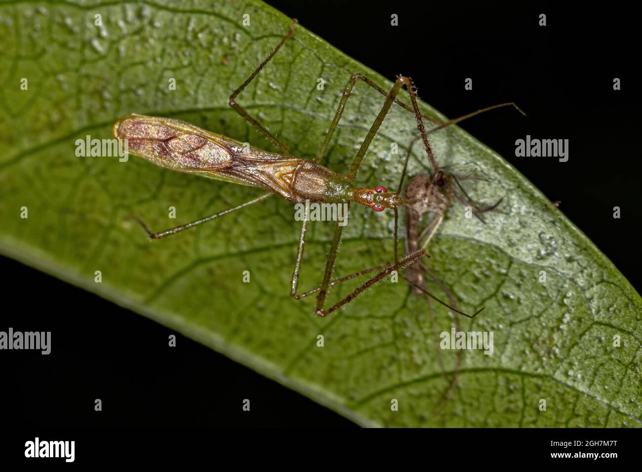 Adult Assassin Bug of the Tribe Harpactorini preying on a Adult ...