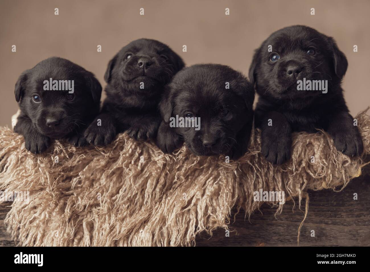 furry wooden box holding four labrador retriever puppies looking up and ...
