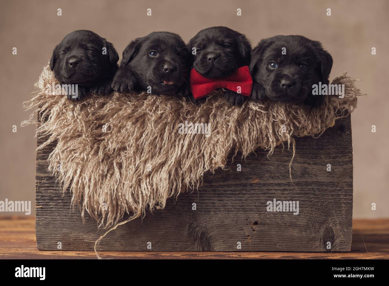 vintage wooden box covered with fur and filled with adorable group of ...