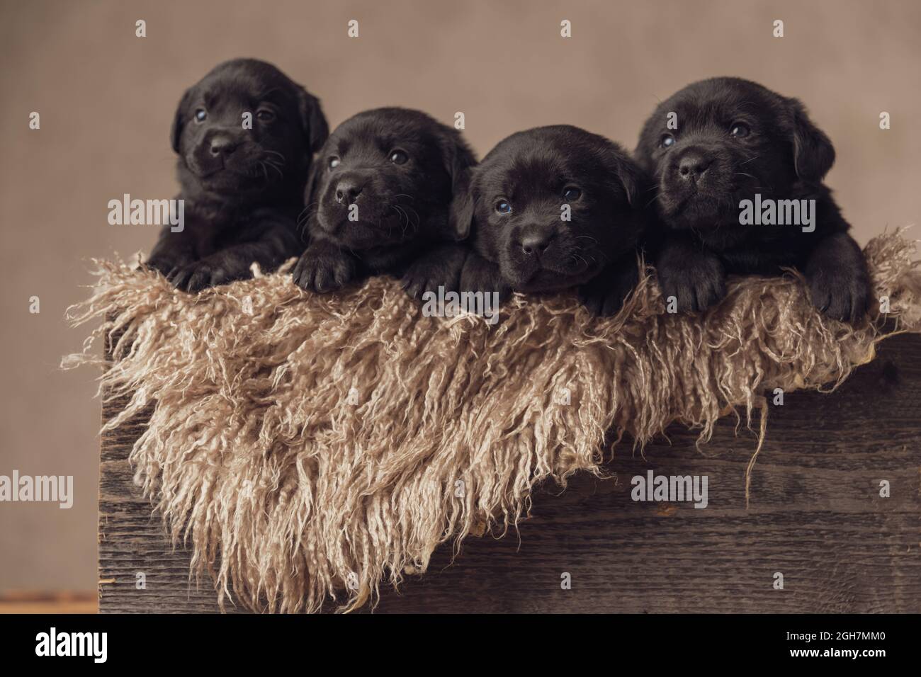 cute row of four labrador retriever dogs looking up and side and ...