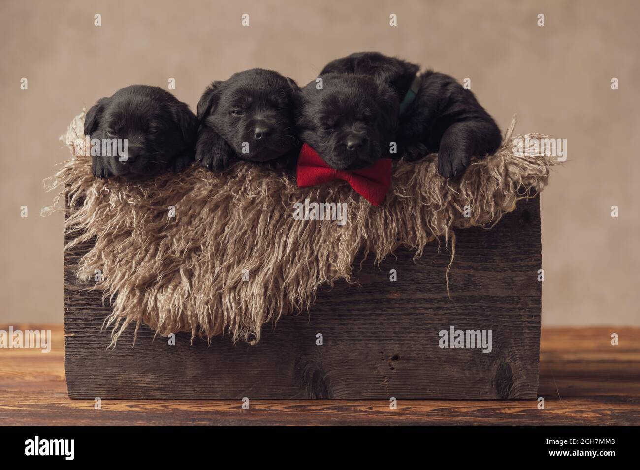sleepy family of four small labrador retriever puppies resting in a ...