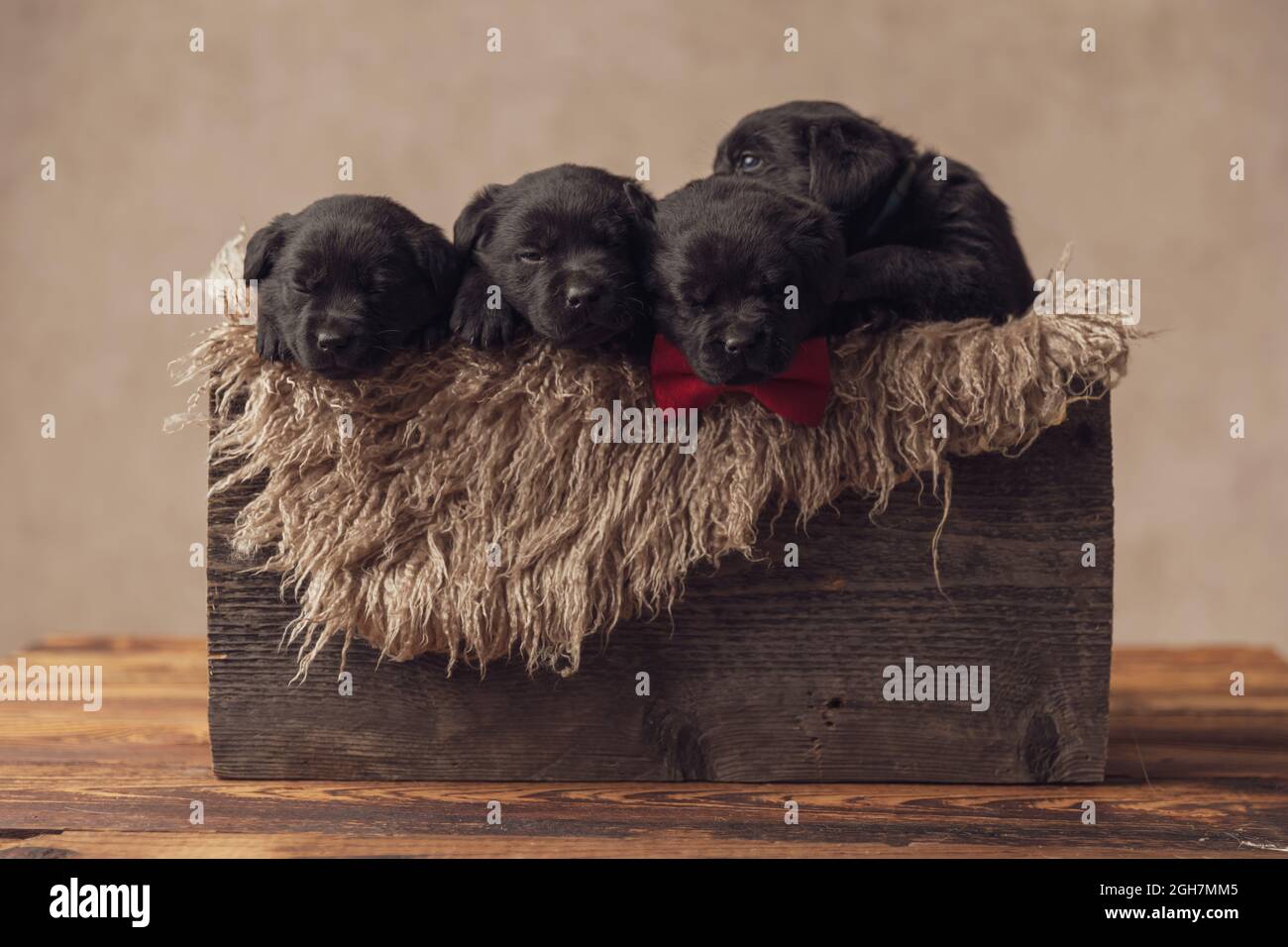 lazy family of labrador retriever dogs sleeping in a cozy wooden box ...