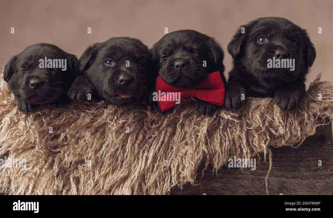 happy family of four little labrador retriever puppies wearing red ...