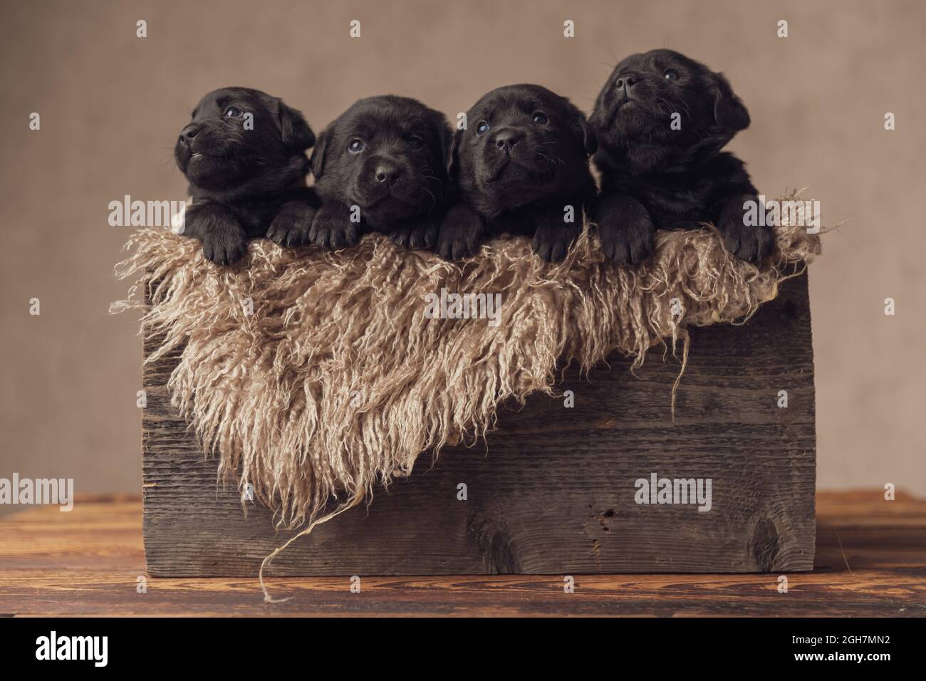 curious little labrador retriever dogs looking up and resting in a ...