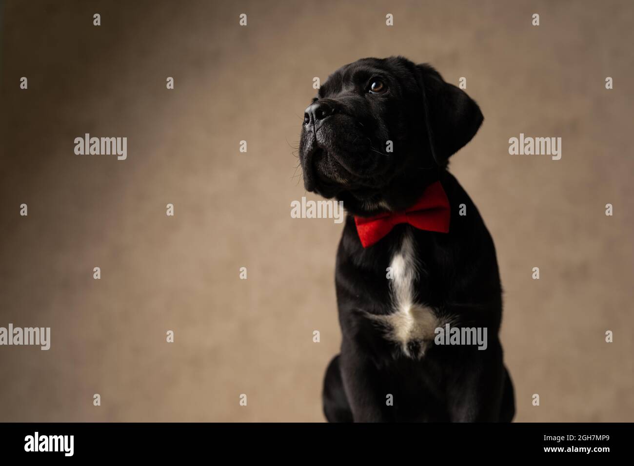 black cane corso dog being dramatic, wearing a red bowtie and sitting ...