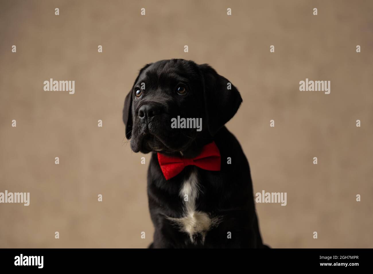 sweet cane corso dog wearing a red bowtie, looking away and sitting in ...