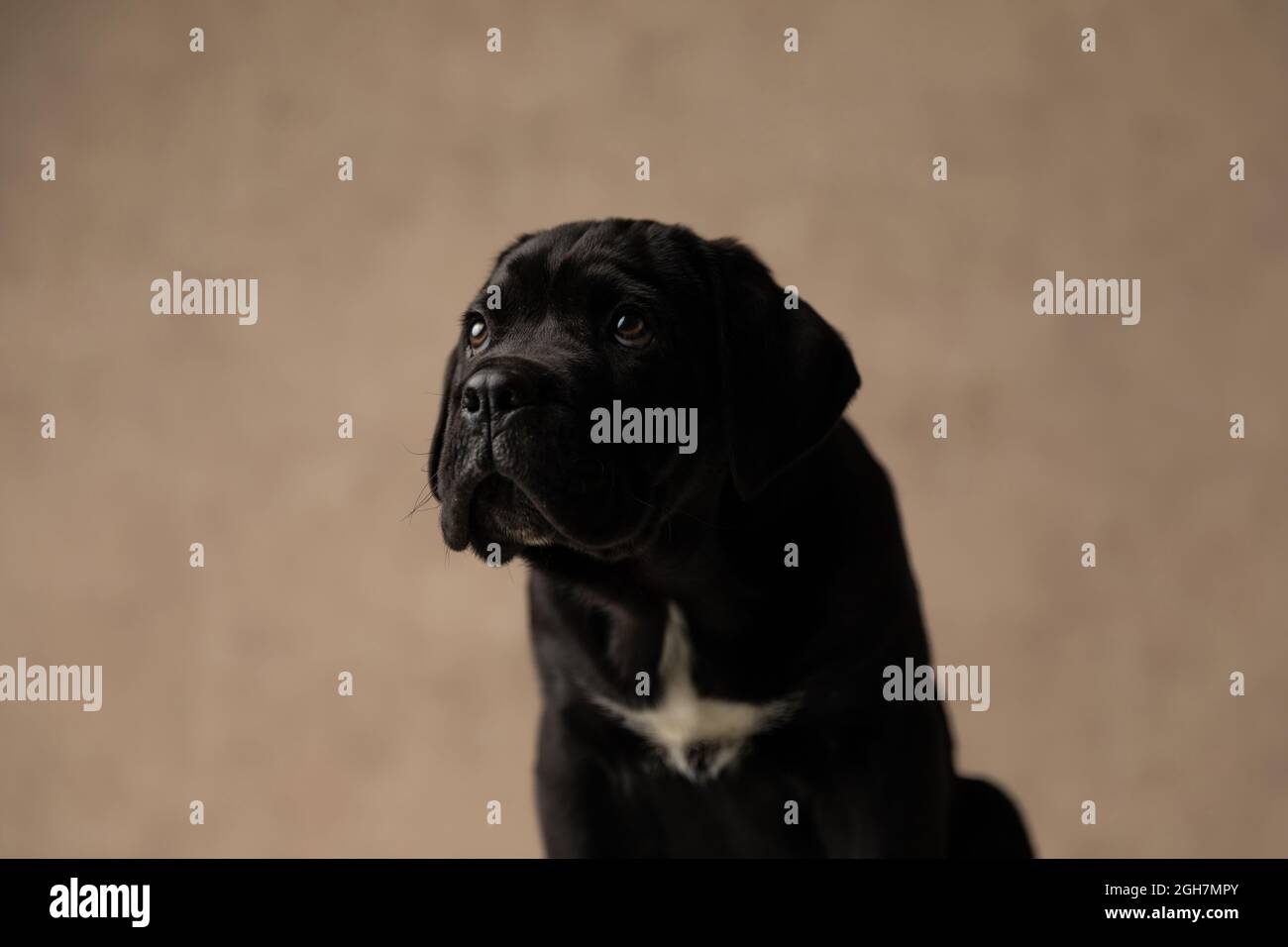 beautiful cane corso dog looking up to someone with humble eyes and ...