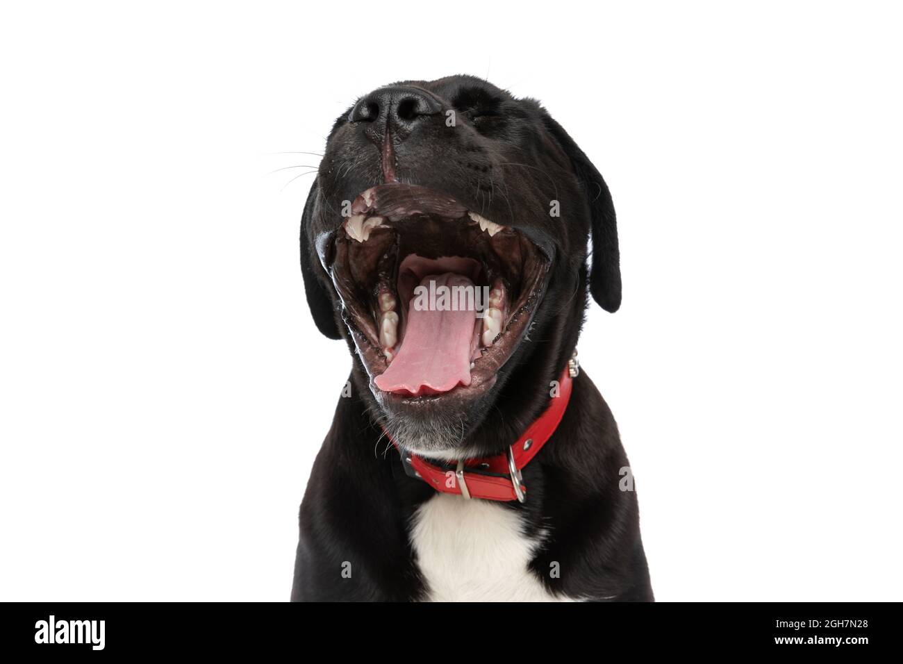 Do Dogs Yawn When Happy