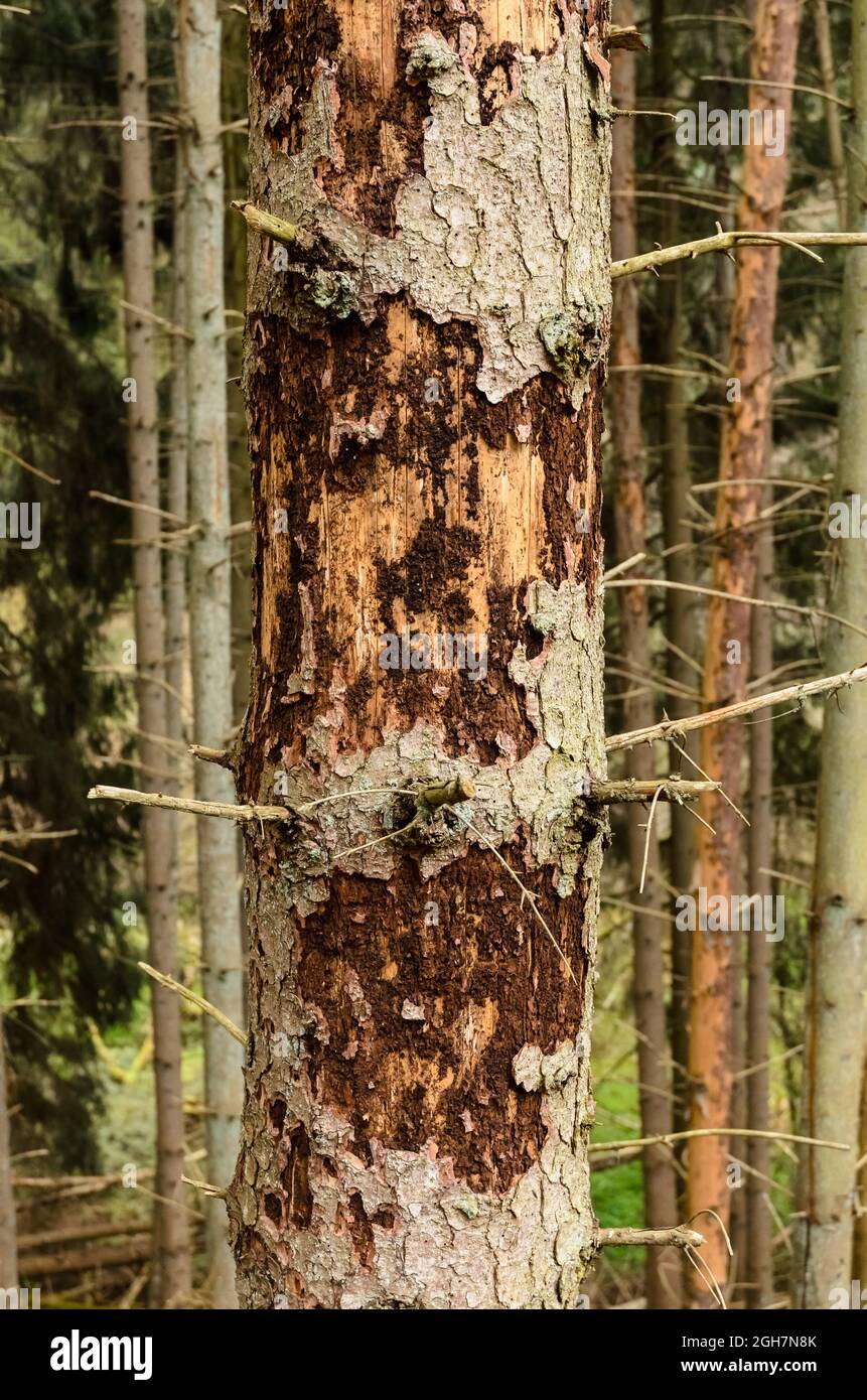 Tree pest hi-res stock photography and images - Alamy