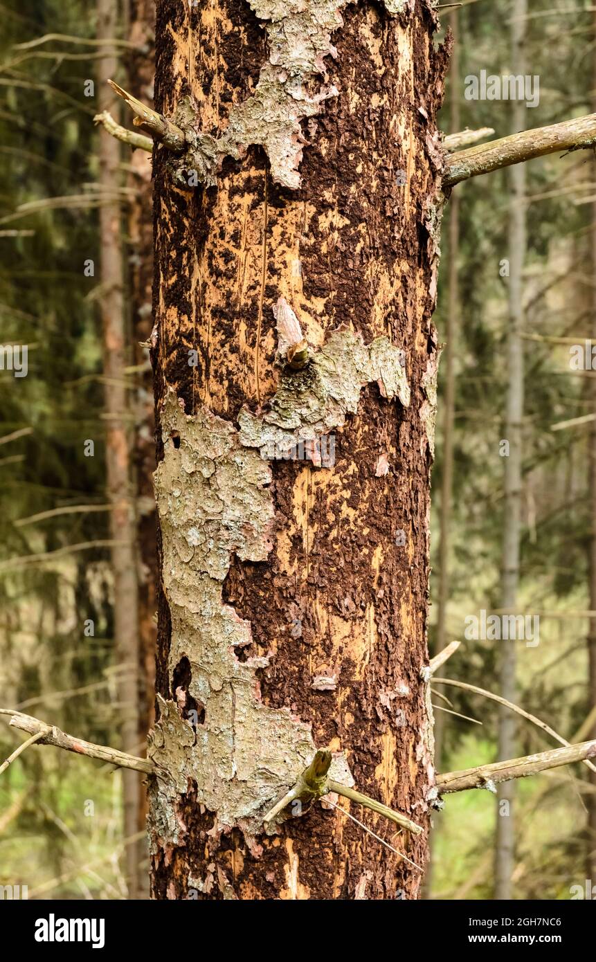 Tree bark flaking off damaged coniferous tree trunk in the forest, pest ...