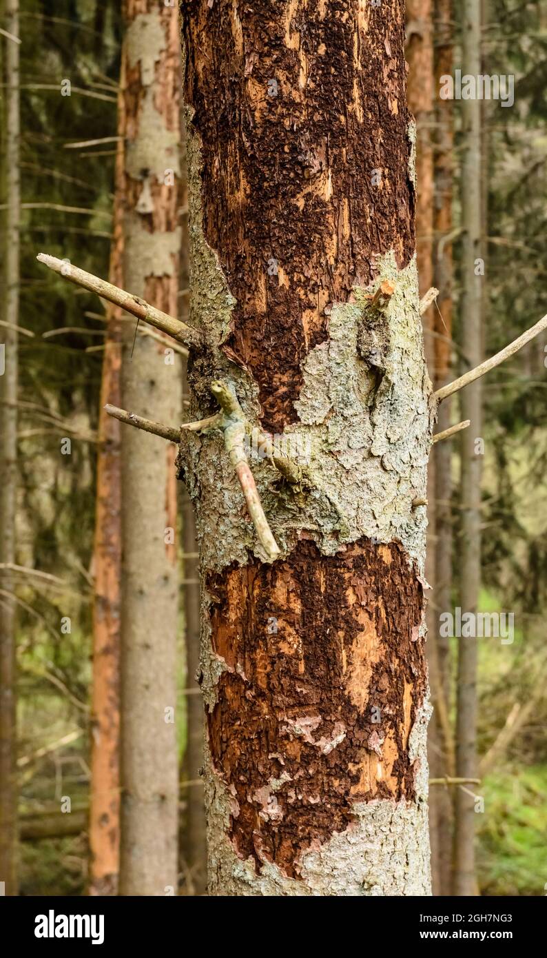 Tree bark flaking off damaged coniferous tree trunk in the forest, pest ...