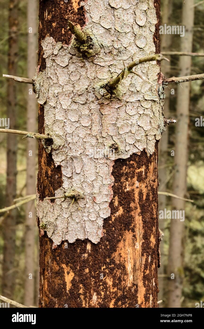 Tree bark flaking off damaged coniferous tree trunk in the forest, pest ...