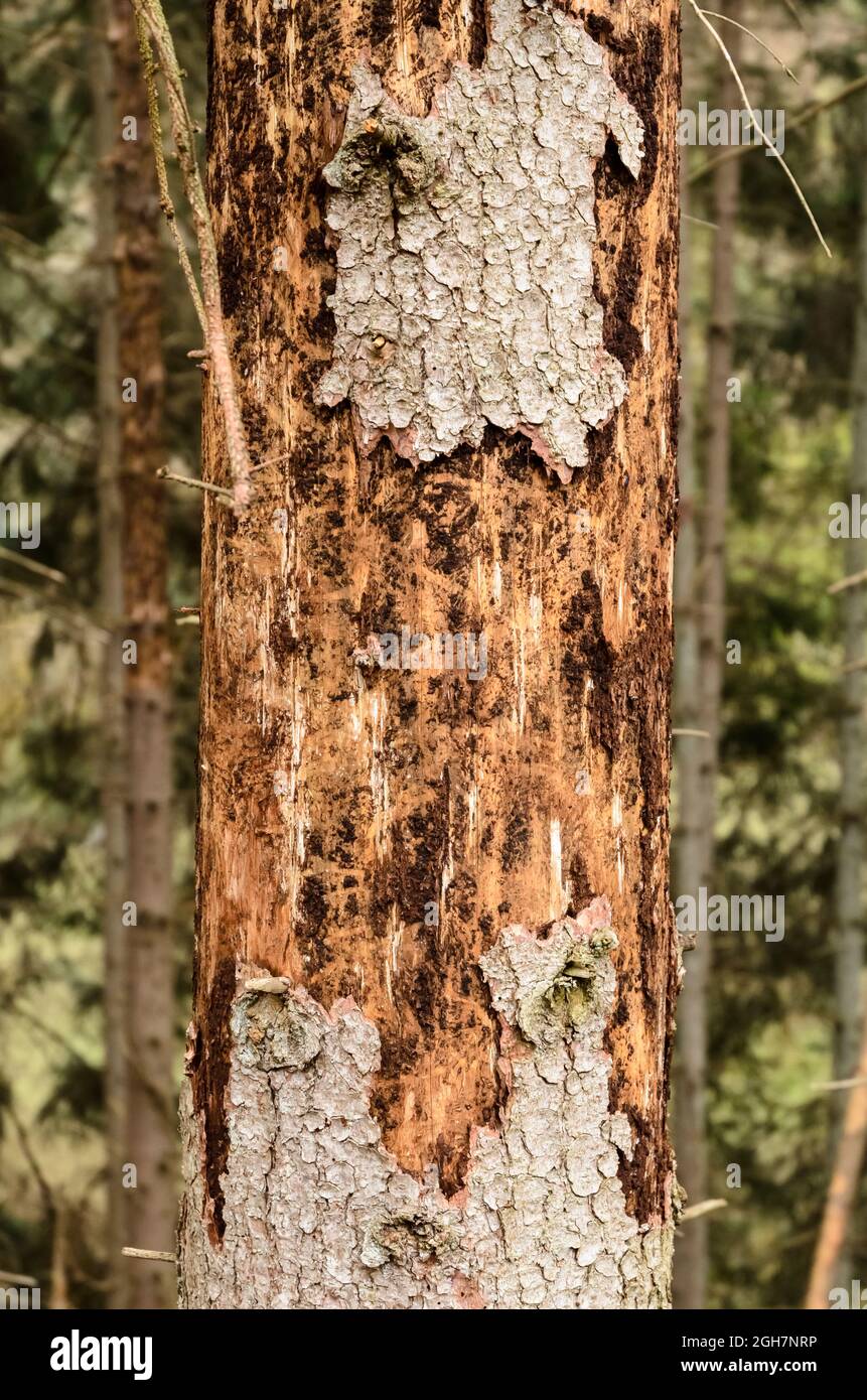 Tree bark flaking off damaged coniferous tree trunk in the forest, pest ...