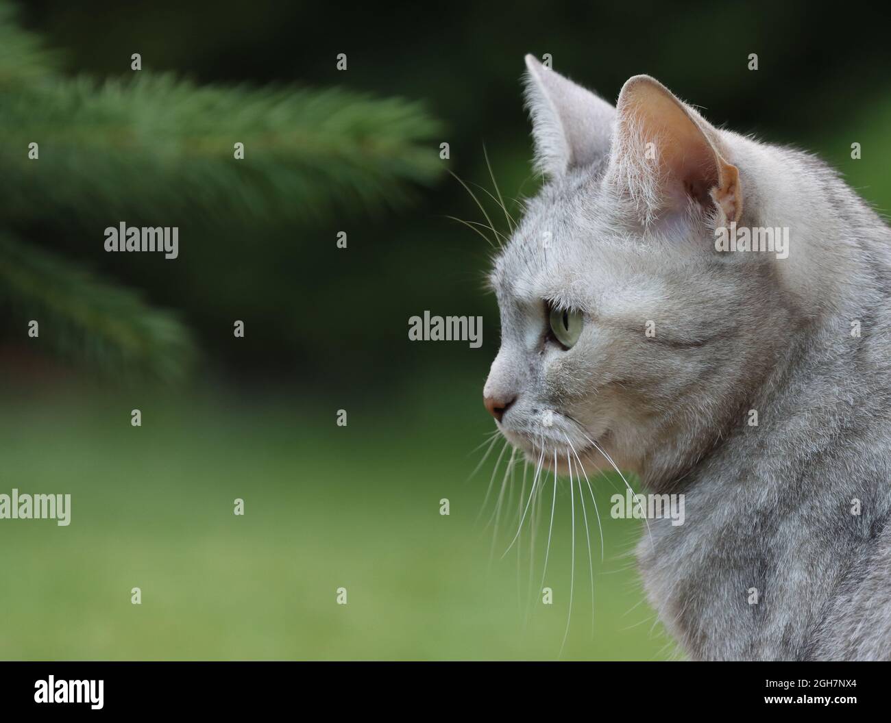 Side-view portrait of a graceful gray cat with green eyes in the garden ...
