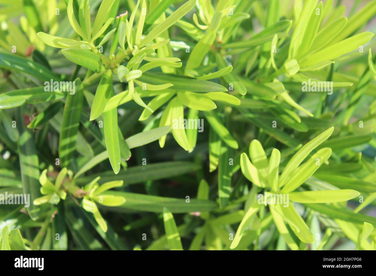 Simple garden. Different variety of plants. Close up plants. i am a ...