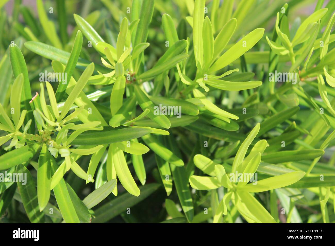 Simple garden. Different variety of plants. Close up plants. i am a ...