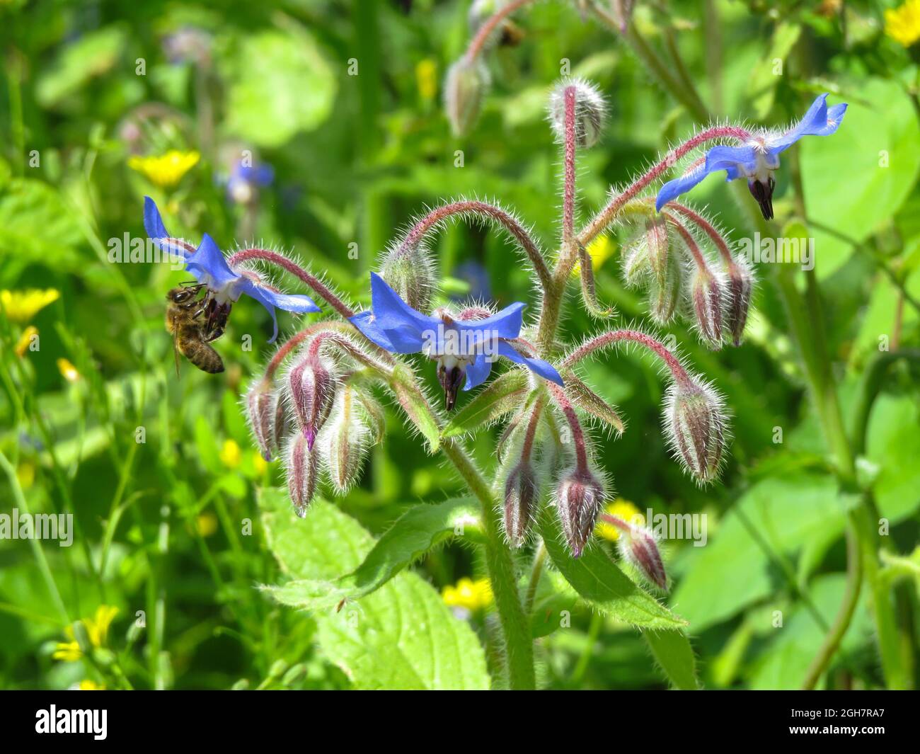 bee collecting nectar from borage Stock Photo - Alamy