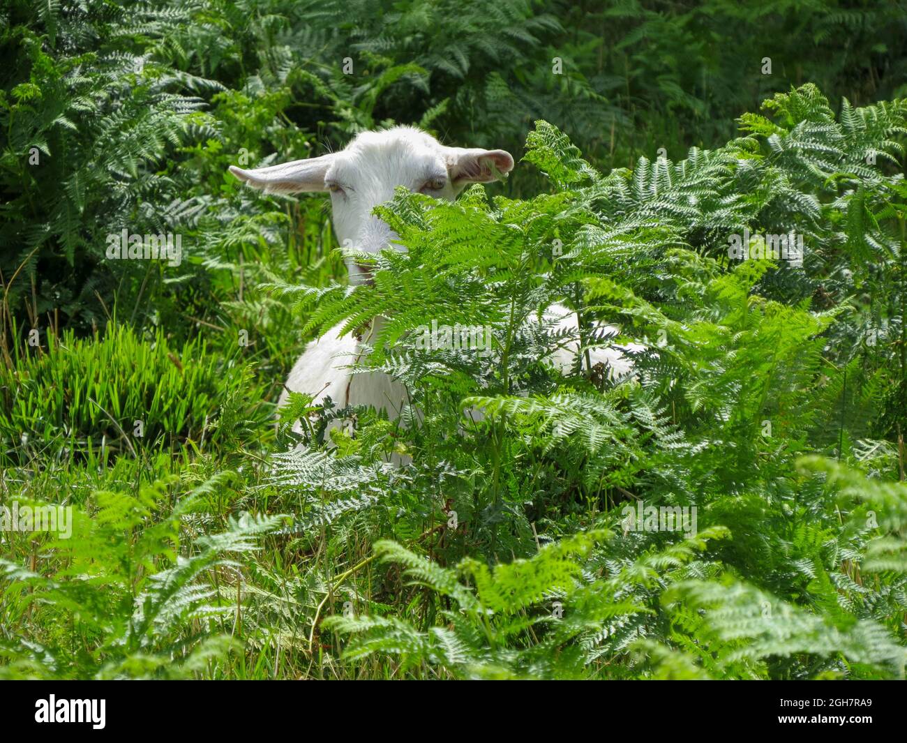 pretty white goat hiding behind vibrant green ferns Stock Photo - Alamy