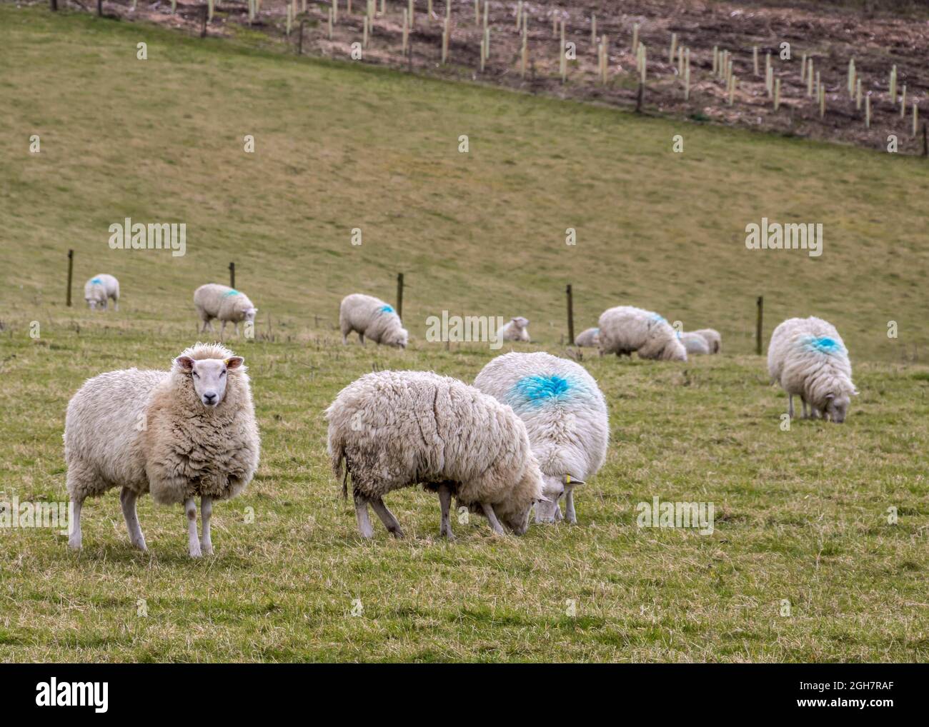 sheep grazing in the meadow on a spring day in the West Sussex ...