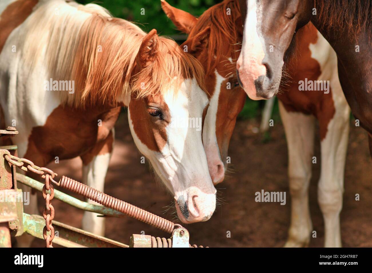Young Pinto horse with brown and white patches Stock Photo - Alamy