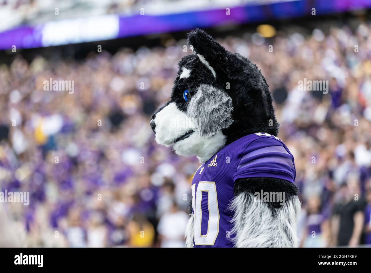 Washington Huskies mascot “Harry the Husky” amps up the crowd prior to ...