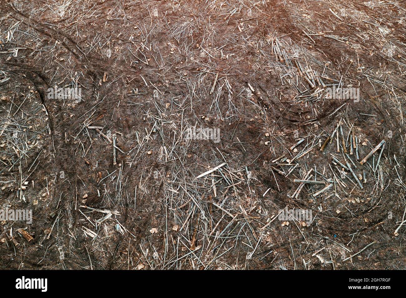 Aerial view of deforestation scenery, tree logs and stumps on the ...
