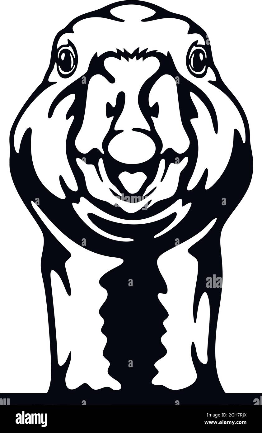 Peeking goose - Funny Farm Animals peeking out - face head isolated on ...