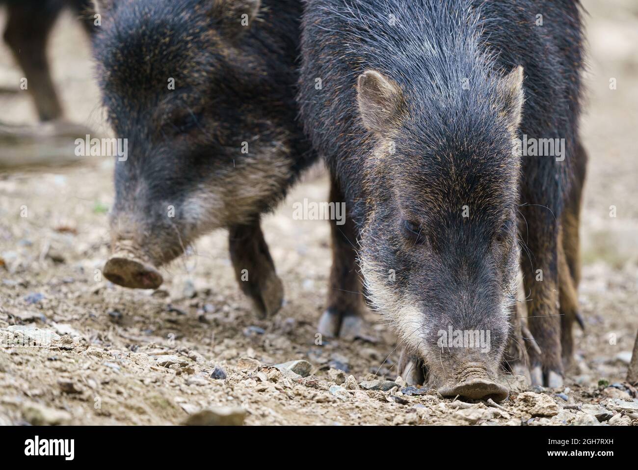 Catagonus wagneri hi-res stock photography and images - Alamy