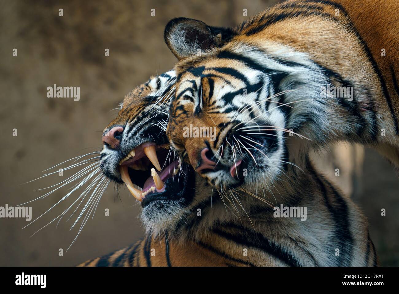 Cuddling tigers. Sumatran tiger (Panthera tigris sumatrae Stock Photo ...