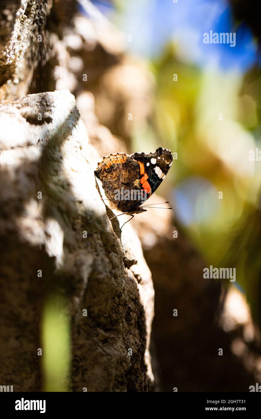 Butterfly on a tree hi-res stock photography and images - Alamy