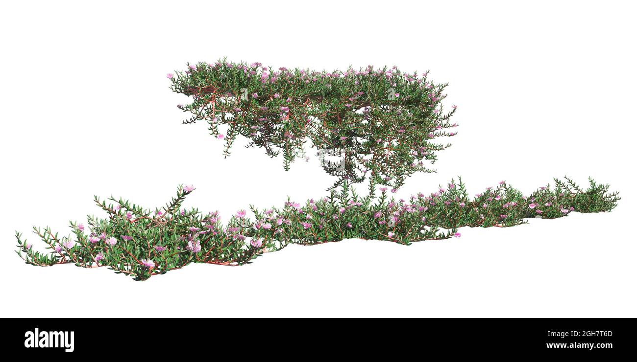 3D illustration climbing plants creepers isolated on white background ...
