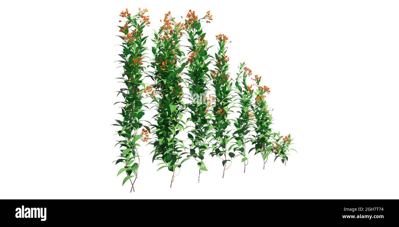 3D illustration climbing plants creepers isolated on white background ...
