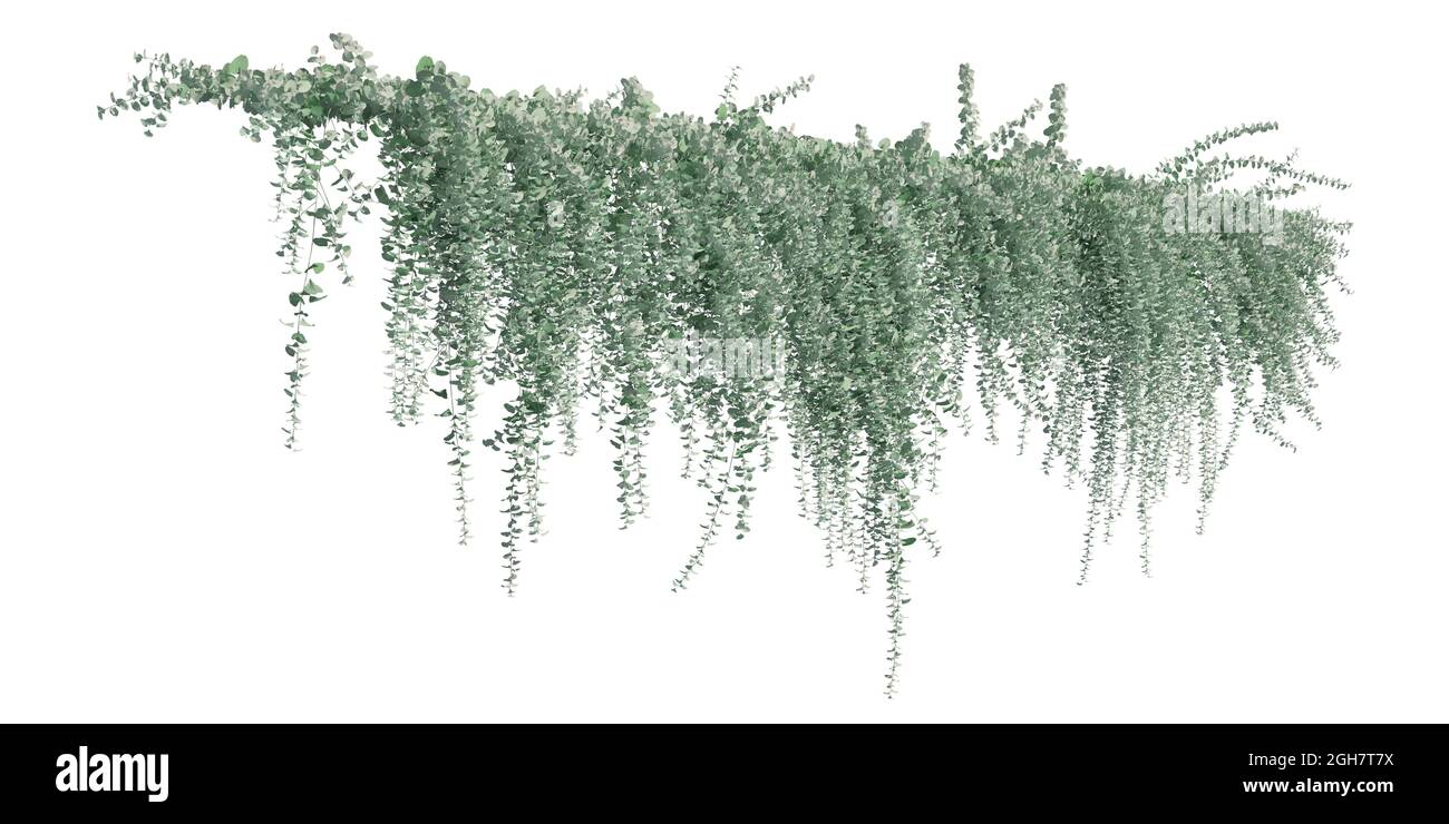 3D illustration climbing plants creepers isolated on white background ...