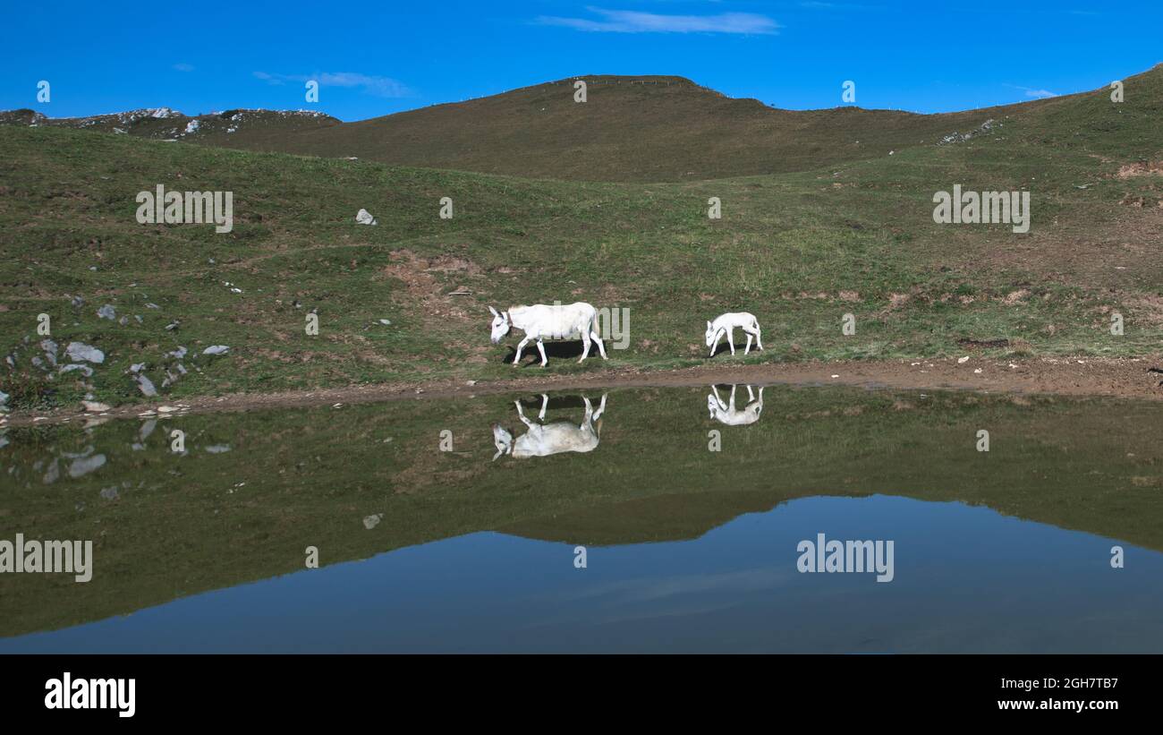 Mom and little white donkey near alpine pond Stock Photo - Alamy
