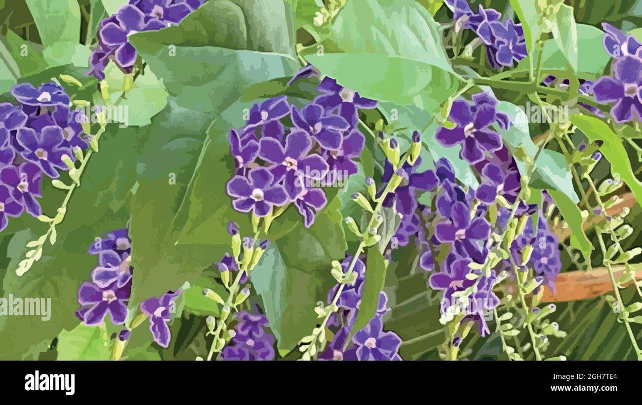 Purple duranta erecta flowers in nature Stock Vector Image & Art - Alamy