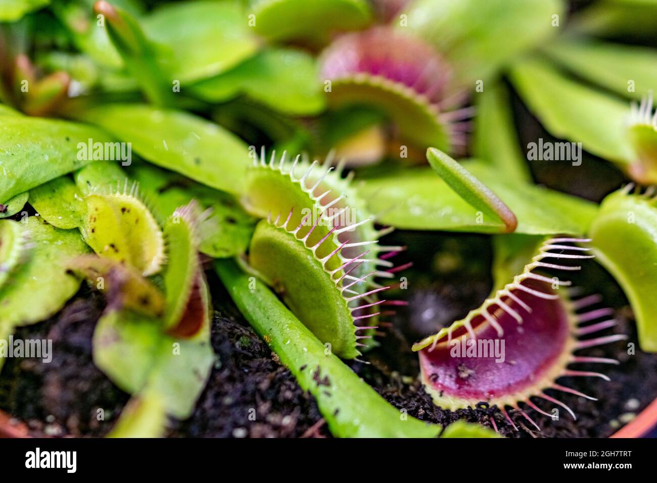 Plantation of sundew, drosera, insectivorous plants. Sticky cilia for ...