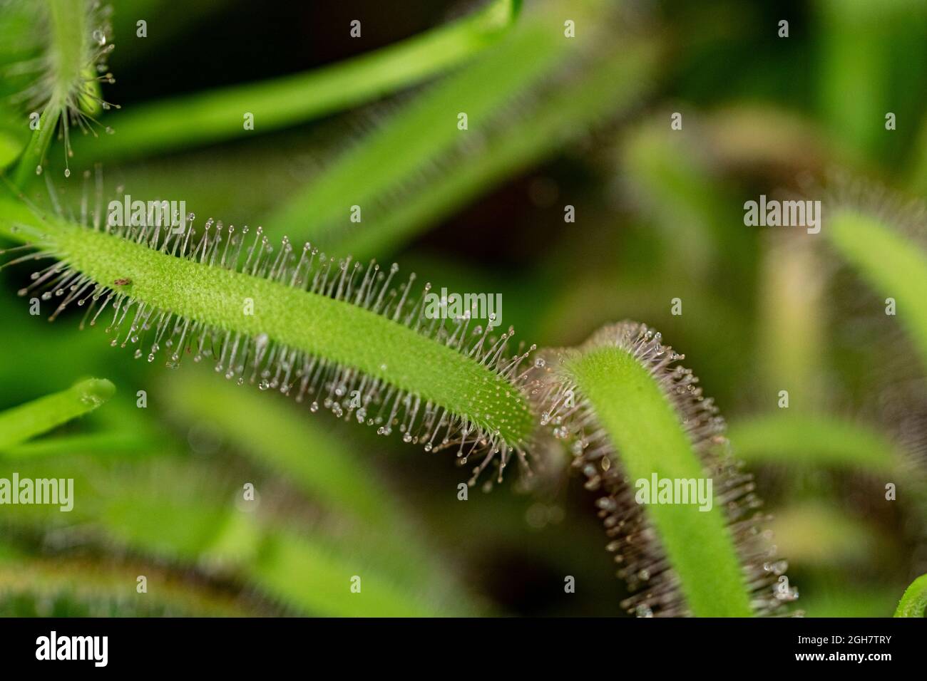 Plantation of sundew, drosera, insectivorous plants. Sticky cilia for ...