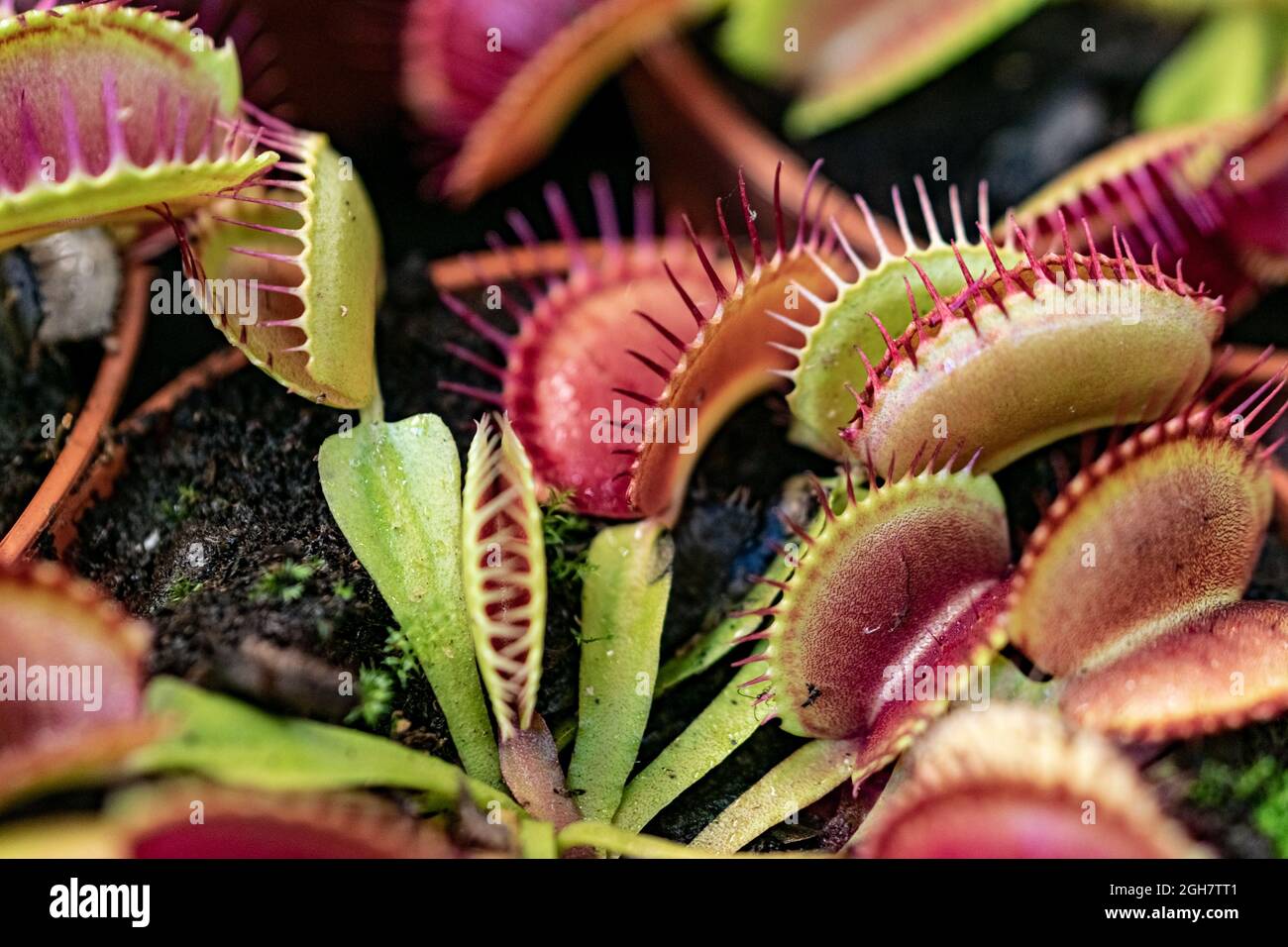 Insectivorous Plants Sundew