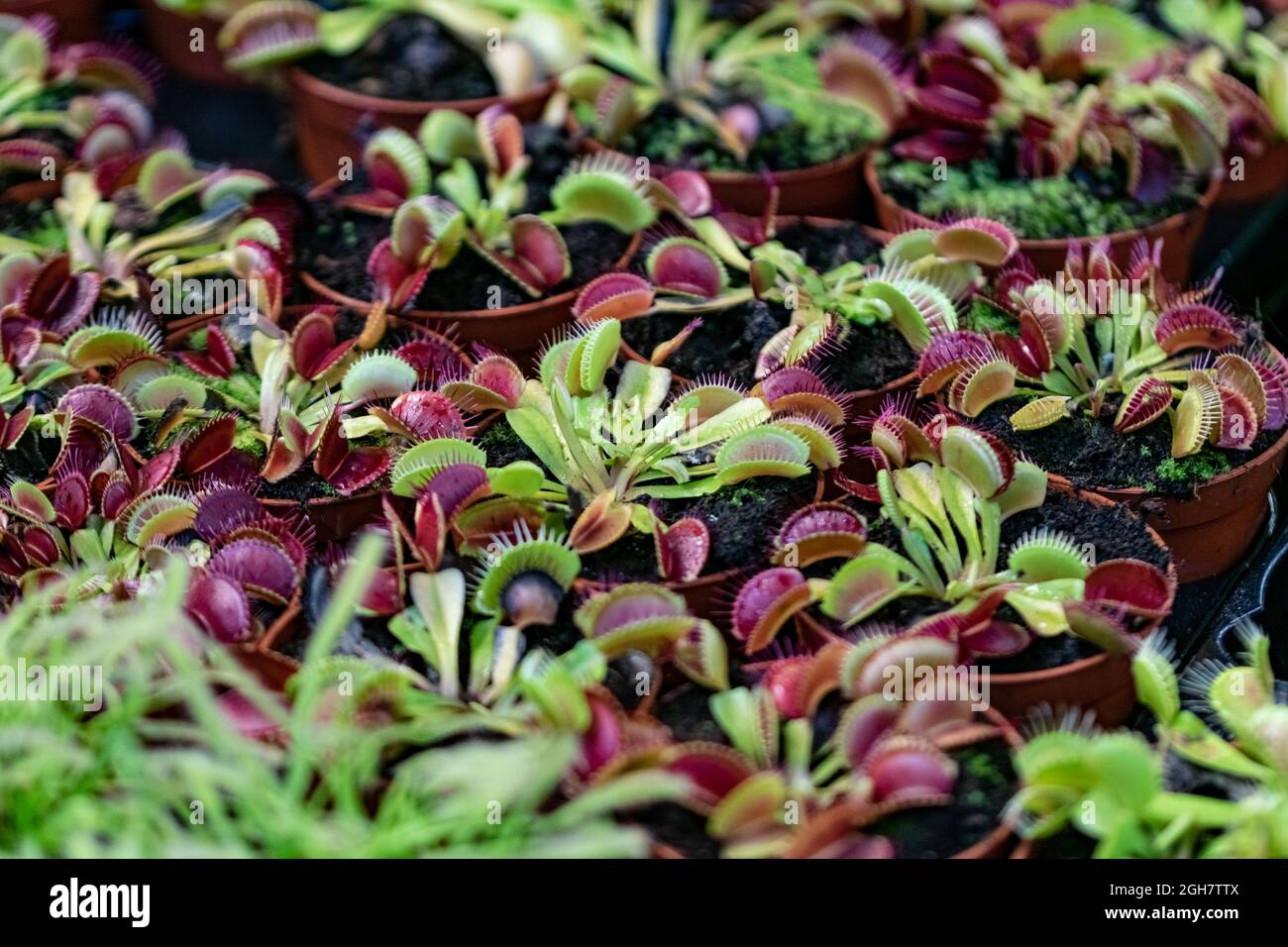 Plantation of sundew, drosera, insectivorous plants. Sticky cilia for ...