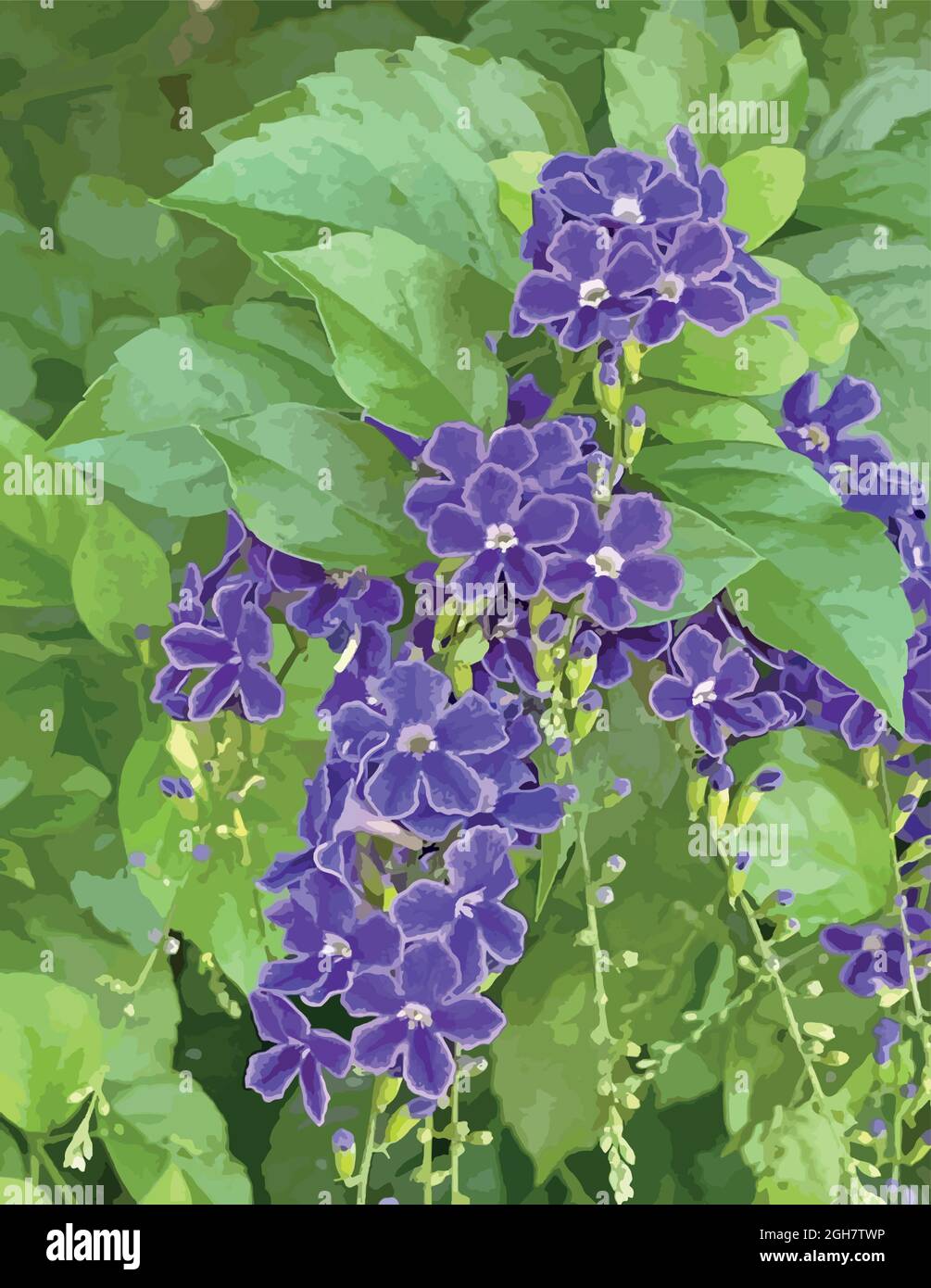 Purple duranta erecta flowers in nature Stock Vector Image & Art - Alamy