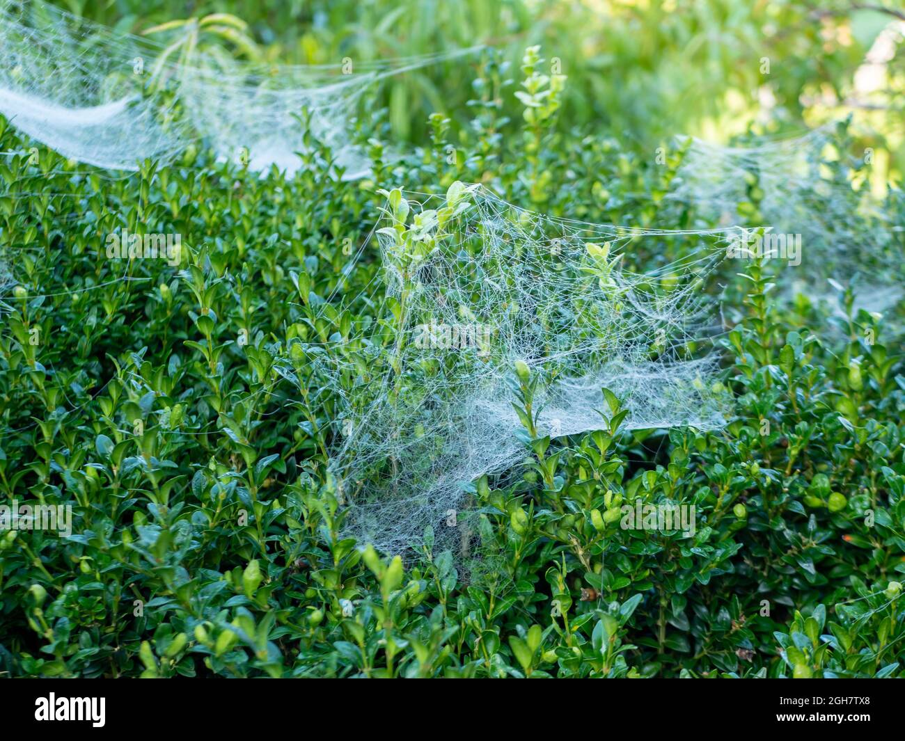 Spider mite infestation on a hedge in the garden Stock Photo - Alamy