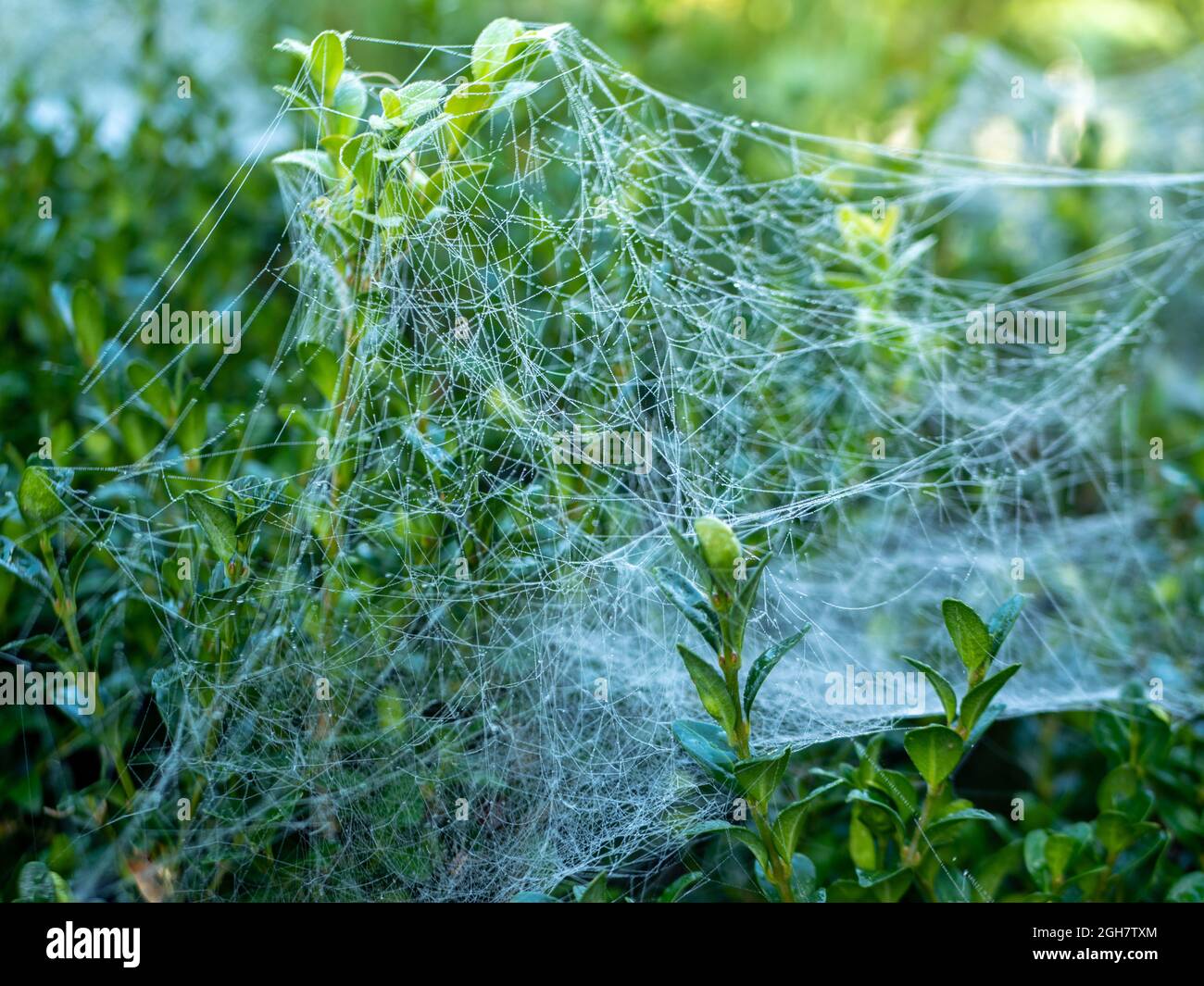 Web moth with a net on a hedge Stock Photo - Alamy