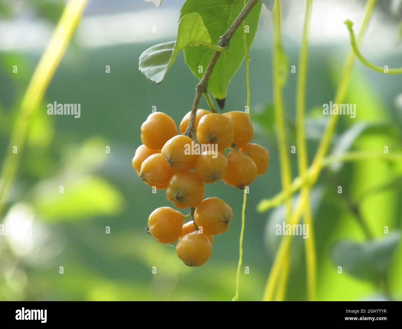 Skyflower yellow Fruits of the Duranta erecta on the vendor Stock Photo ...
